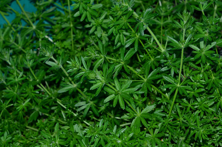 NORA Tea: A Time Tested Tonic for Reproductive Health – Organic Olivia